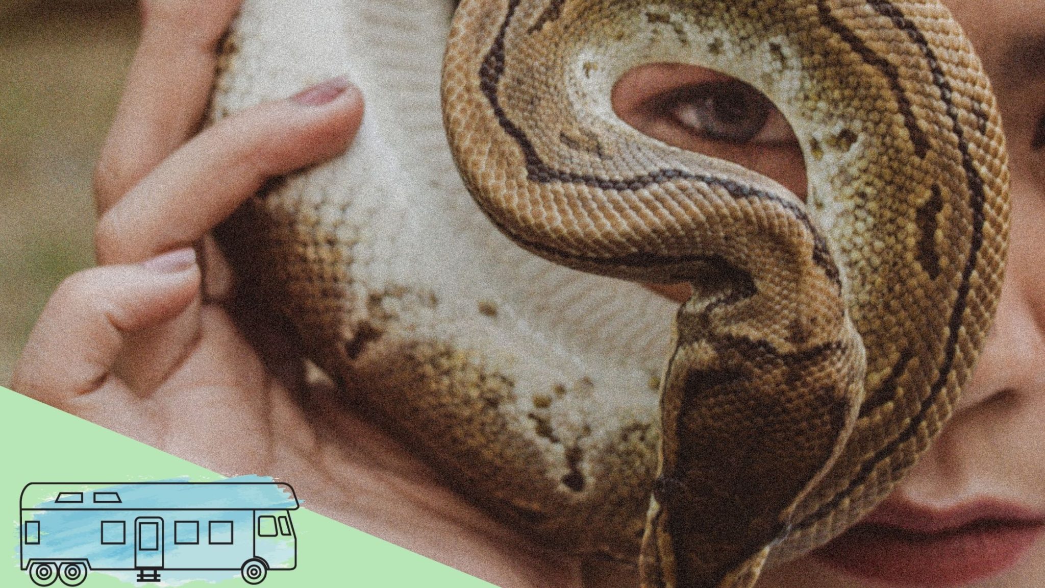 Is It True That New Zealand Has No Snakes? - We Have Gone Tramping