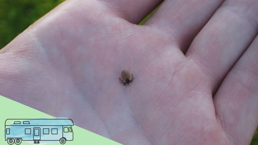 Ticks in New Zealand: In vans, on humans, and dogs – We Have Gone Tramping